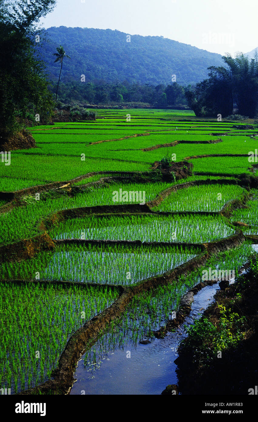 Paddy fields goa india hi-res stock photography and images - Alamy