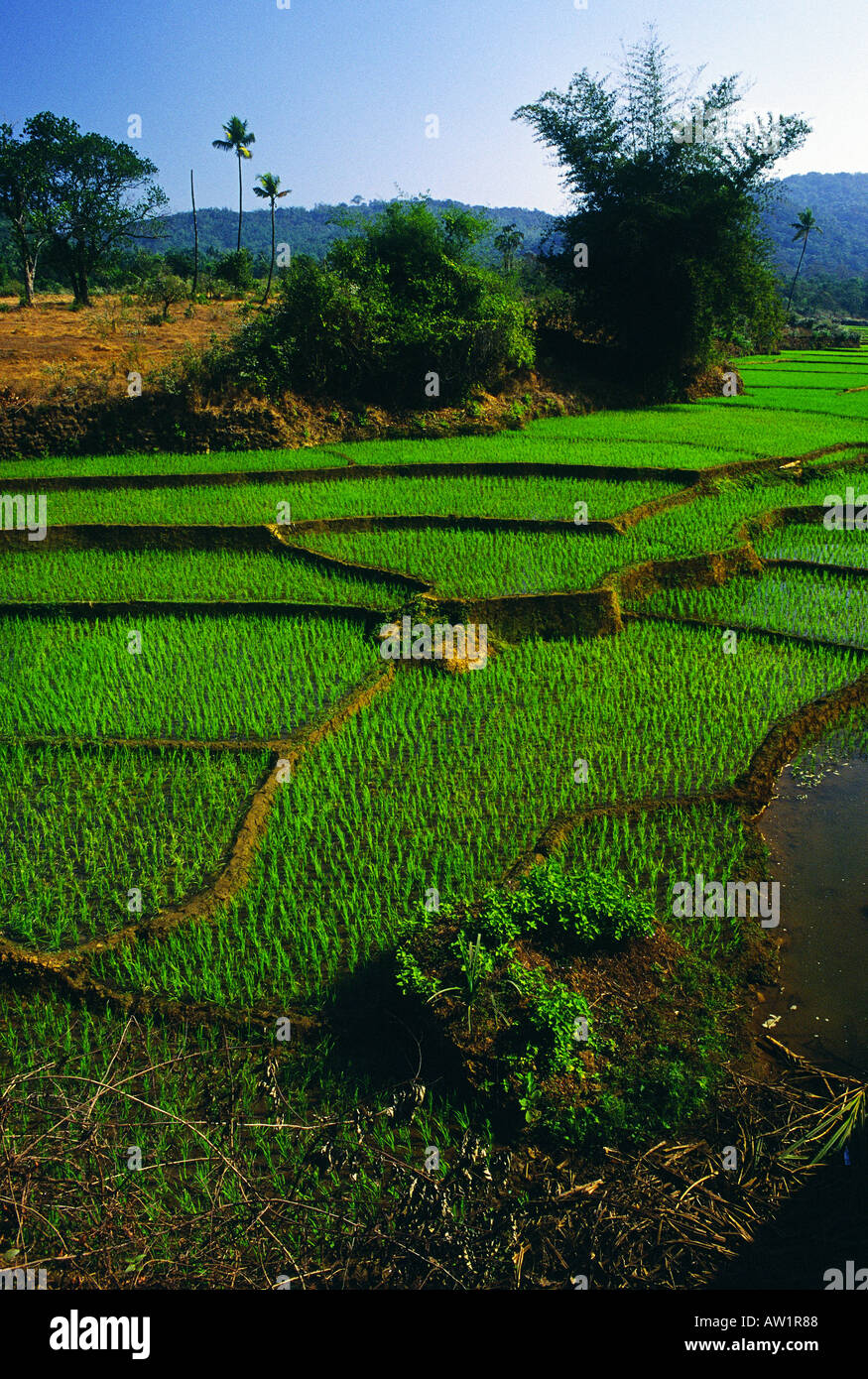 Paddy fields in Ponda region South Goa South India Stock Photo - Alamy