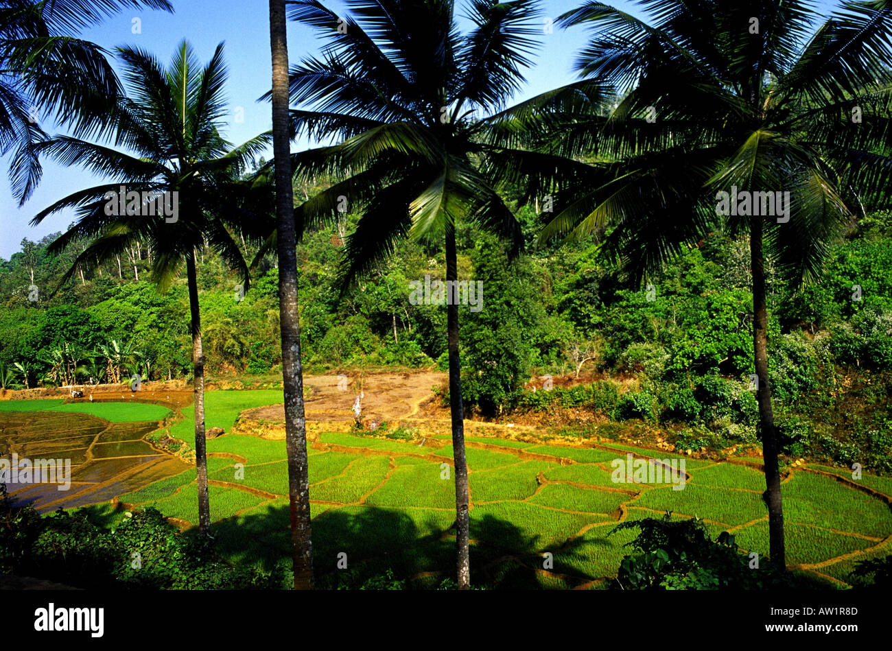 Paddy fields in Ponda region South Goa South India Stock Photo - Alamy