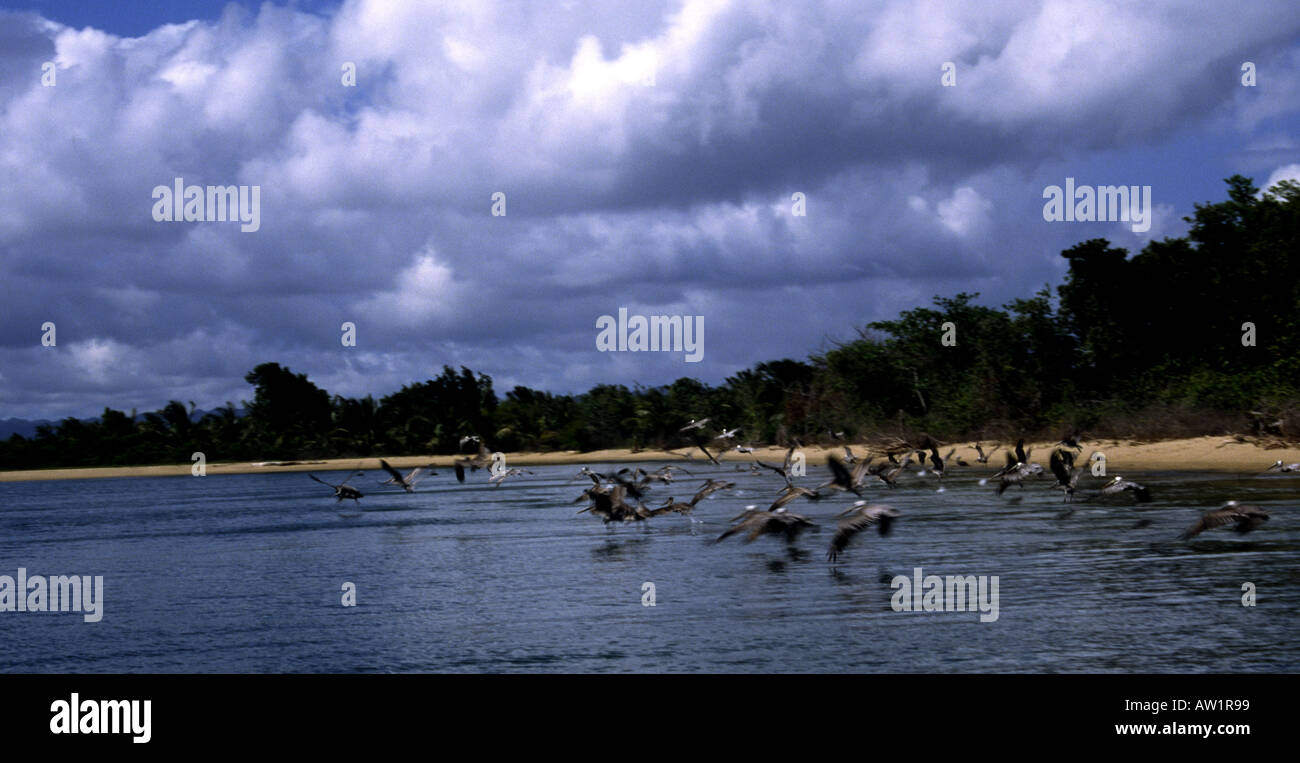 pelicans and mangroves in mandovi river near divar island in goa south ...