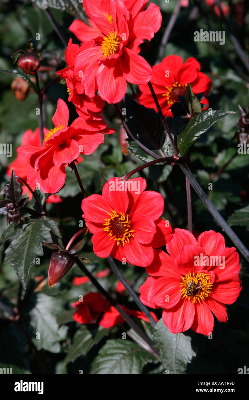 Scarlet red flowers of collarette Dahlia Bishop of Llandaff Stock Photo ...