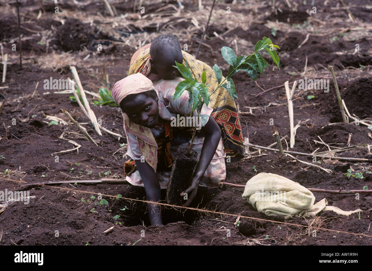 Planting trees africa hi-res stock photography and images - Alamy