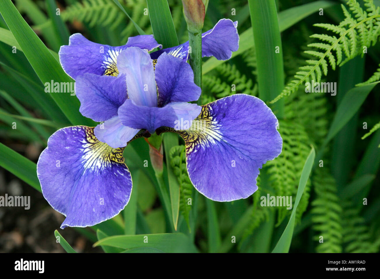 Iris sibirica silver edge hi-res stock photography and images - Alamy