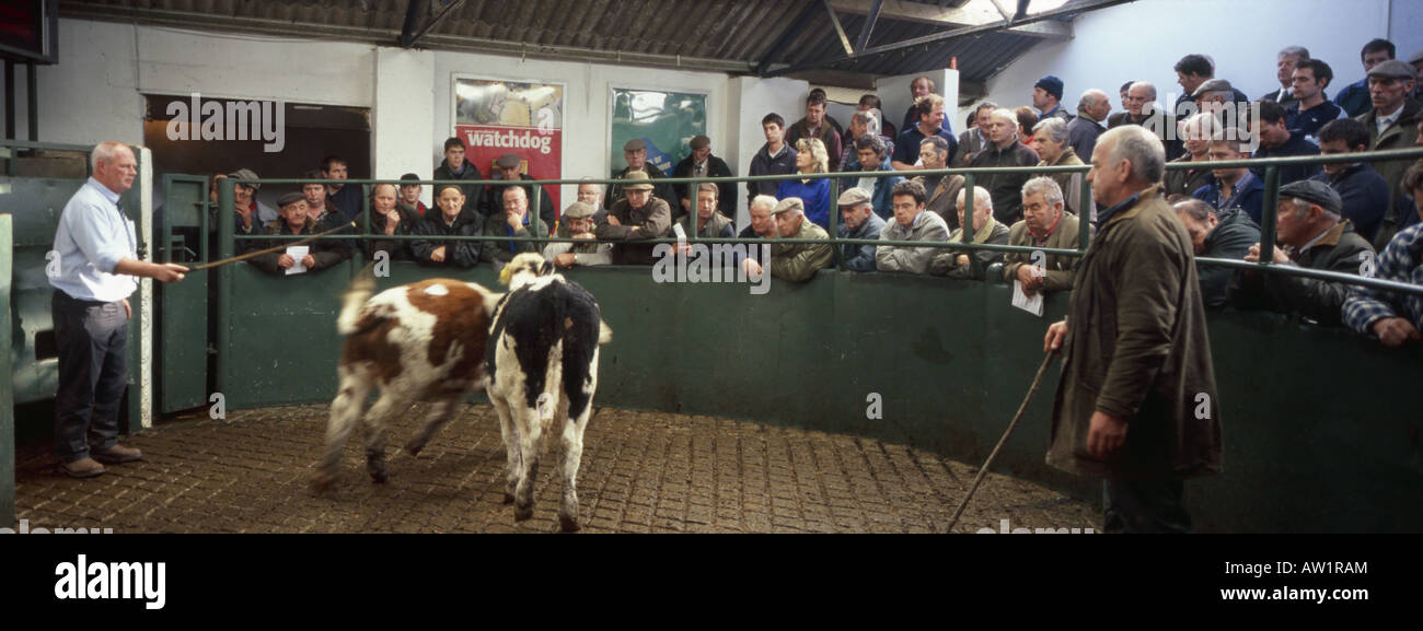 Cattle for sale in the ring at Hallworthy Livestock Market North Devon ...