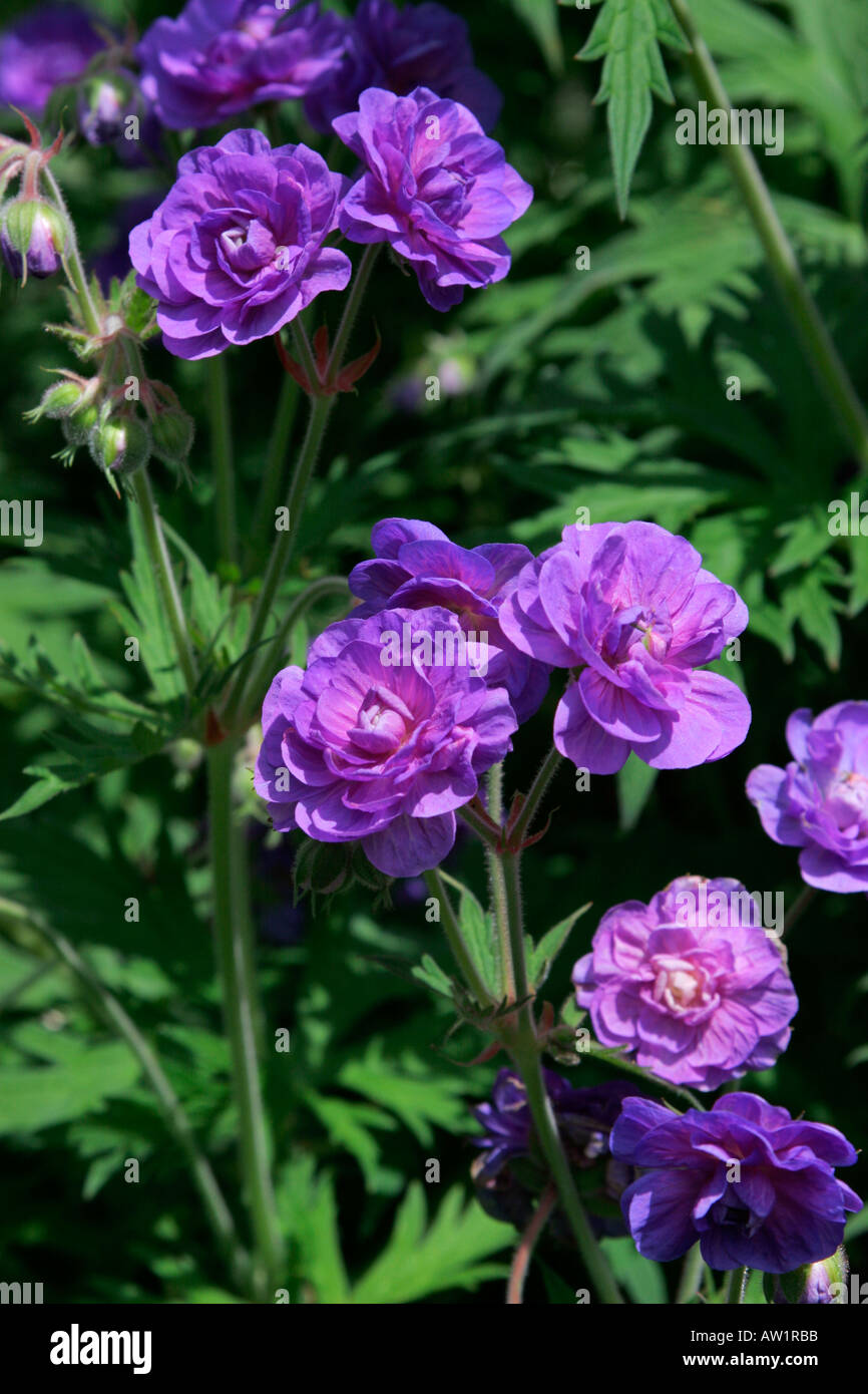 Flowers of perennial garden plant Geranium pratense plenum violaceum ...