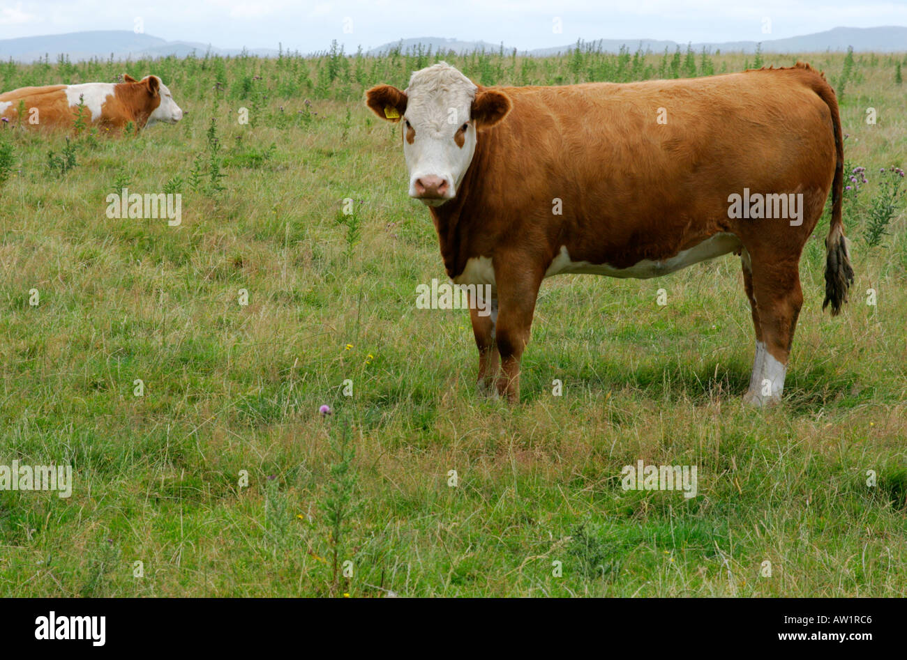 Beef cattle in field in Dumfries and Galloway, Scotland Stock Photo - Alamy