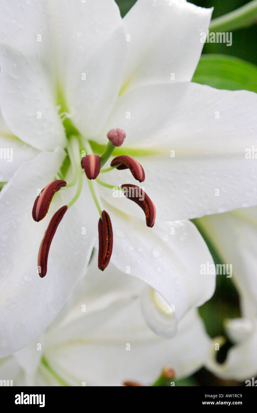 Perfumed lilies hi-res stock photography and images - Alamy