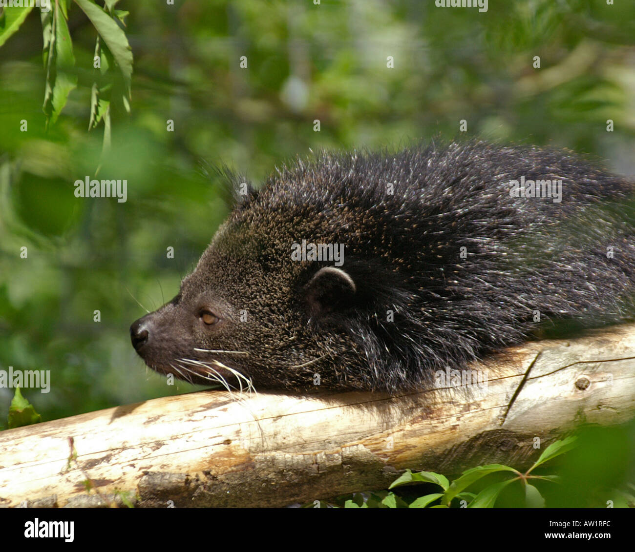 Funny bearcat hi-res stock photography and images - Alamy