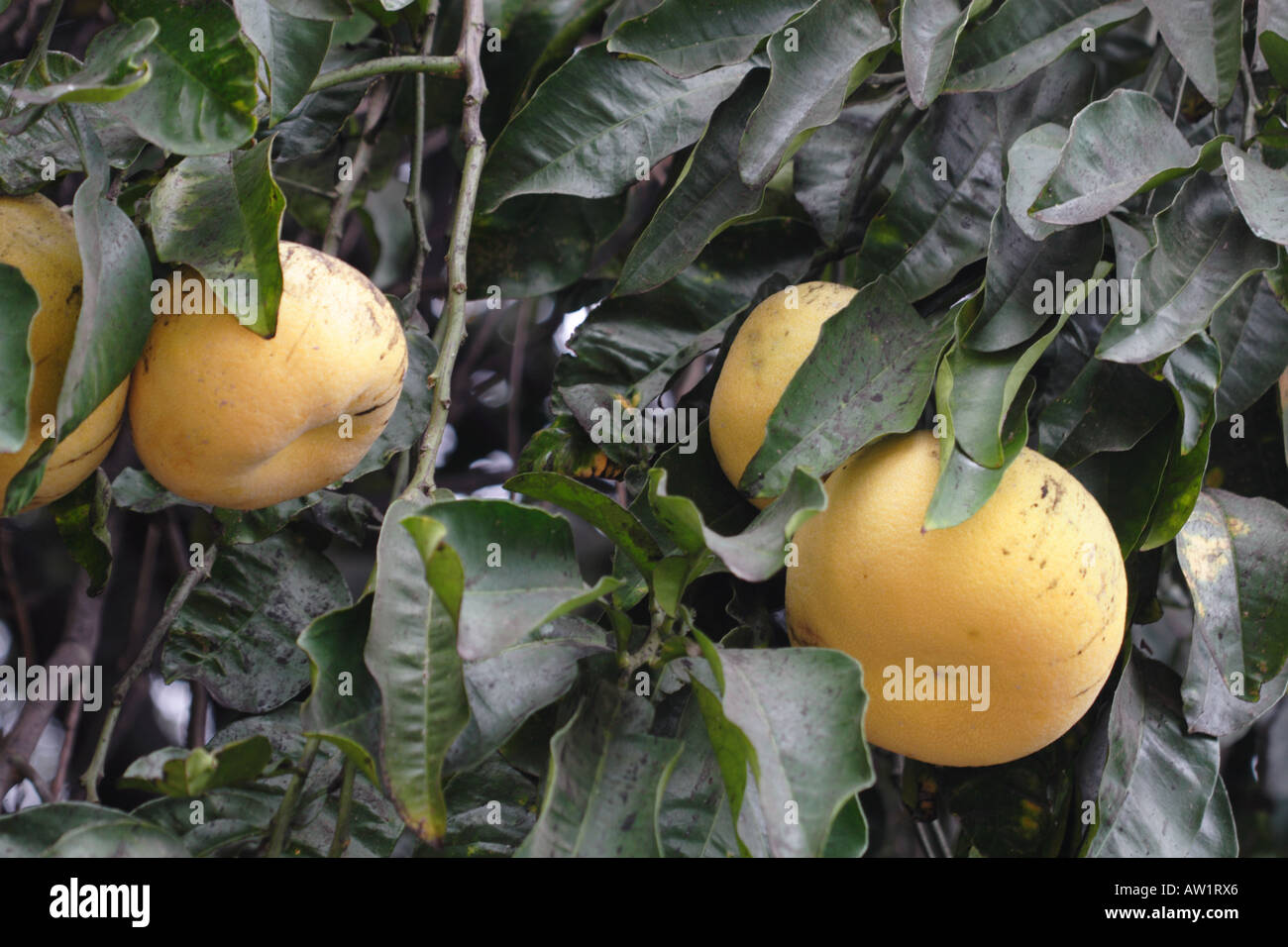 Pomelo citrus tree with pomelo fruit Stock Photo - Alamy