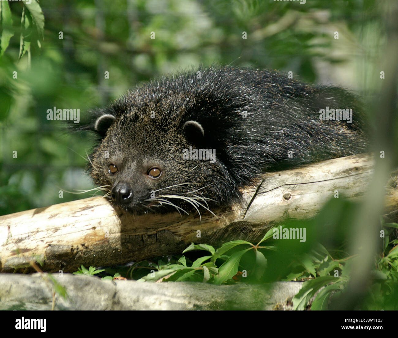 Bearcat or Binturong basking in the sun up a tree Stock Photo - Alamy