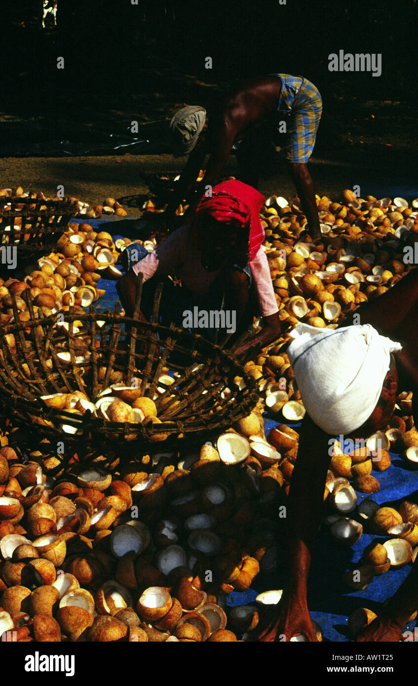 Choosing dry Coconuts for the make of Fibre in Coir Factories in ...