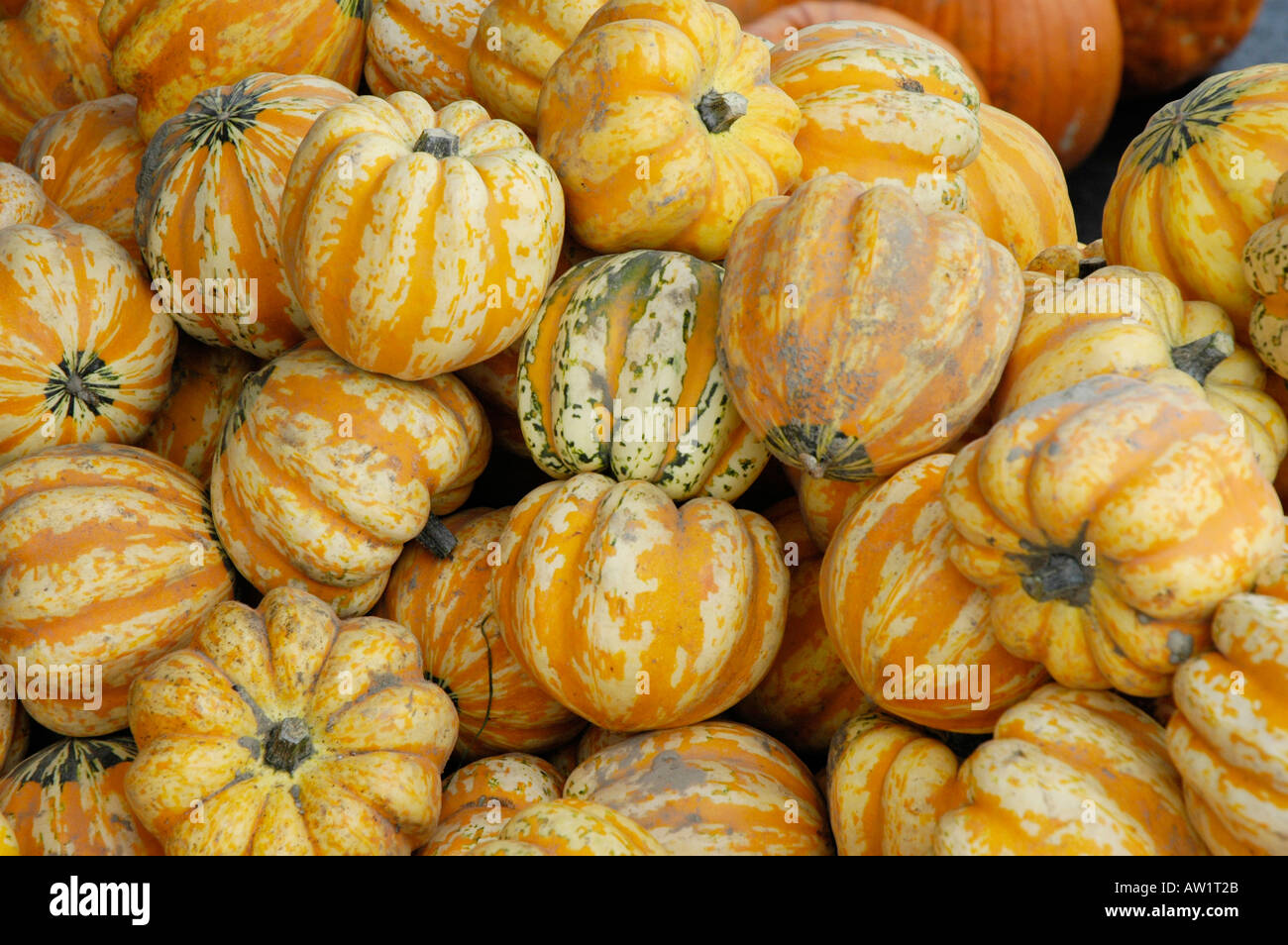 Indian Corn and real small pumpkins and squash for sale at roadside ...