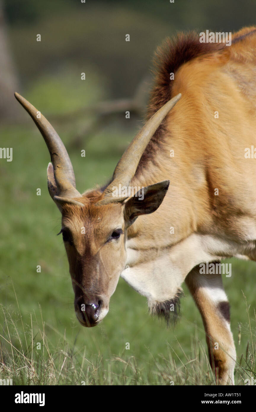Antelope at longleat safari hi-res stock photography and images - Alamy