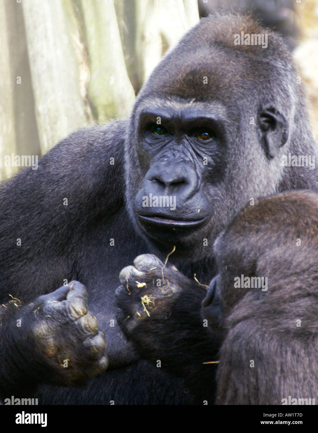 Chessington World Of Adventures Zoo High Resolution Stock Photography ...