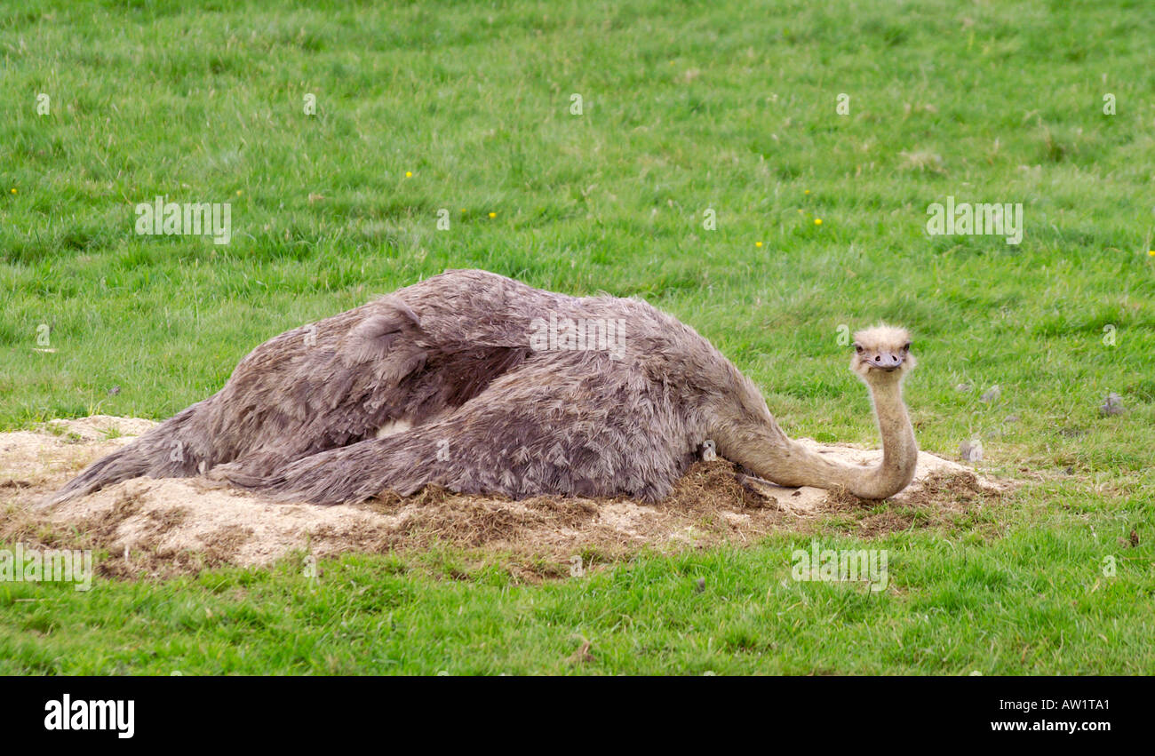 Ostrich sitting on nest Stock Photo - Alamy