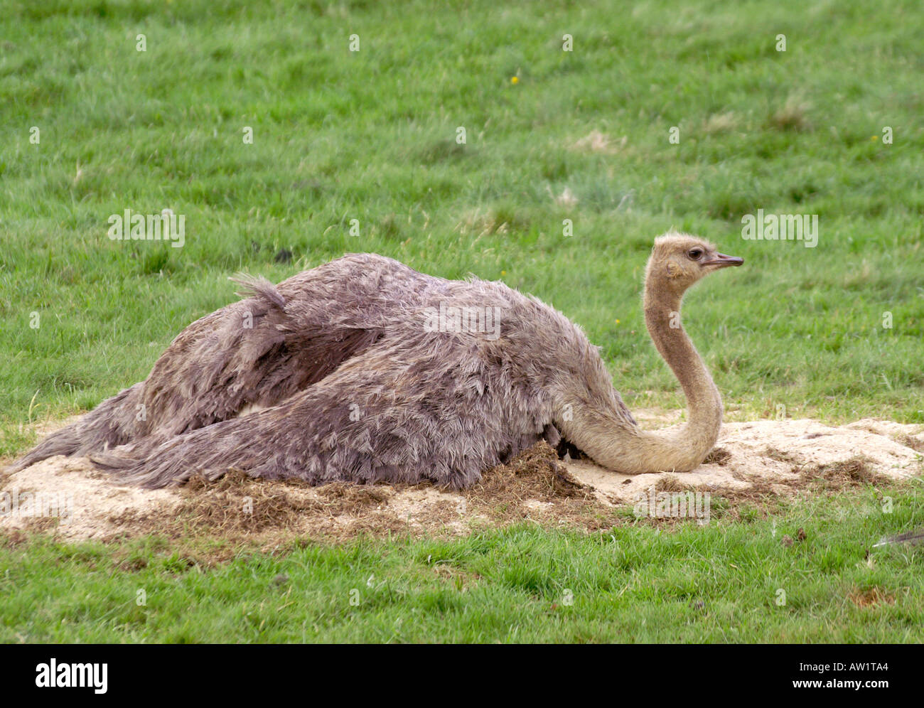 Ostrich sitting on nest Stock Photo - Alamy