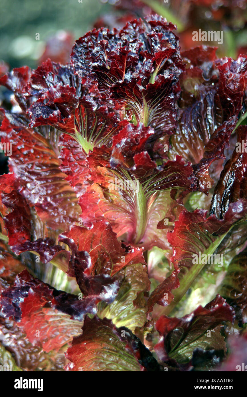 Redina lettuce hi-res stock photography and images - Alamy