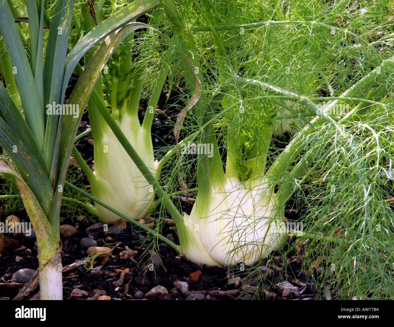 Umbelliferous herb hi-res stock photography and images - Alamy