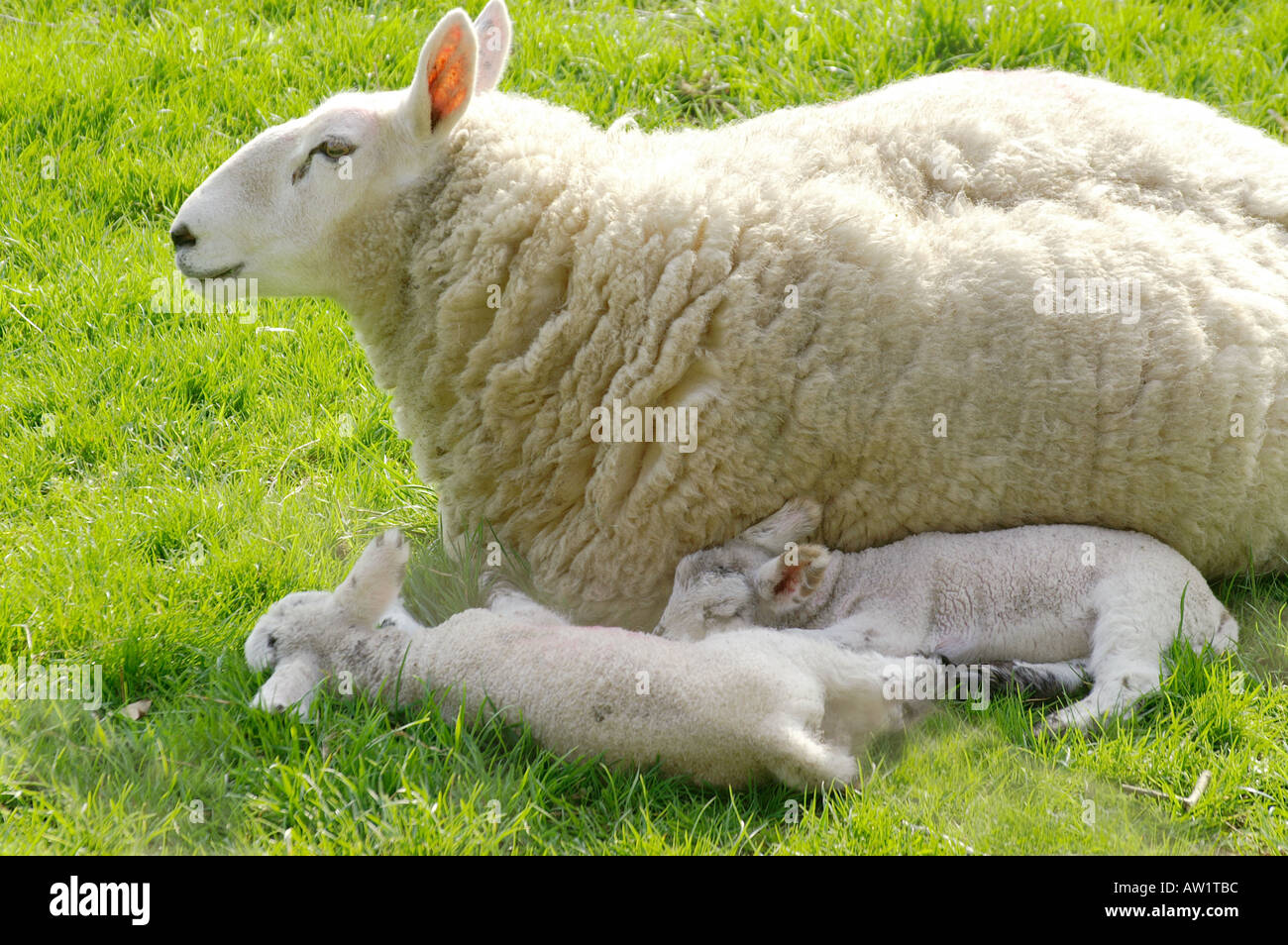 Sheep and lambs Stock Photo - Alamy