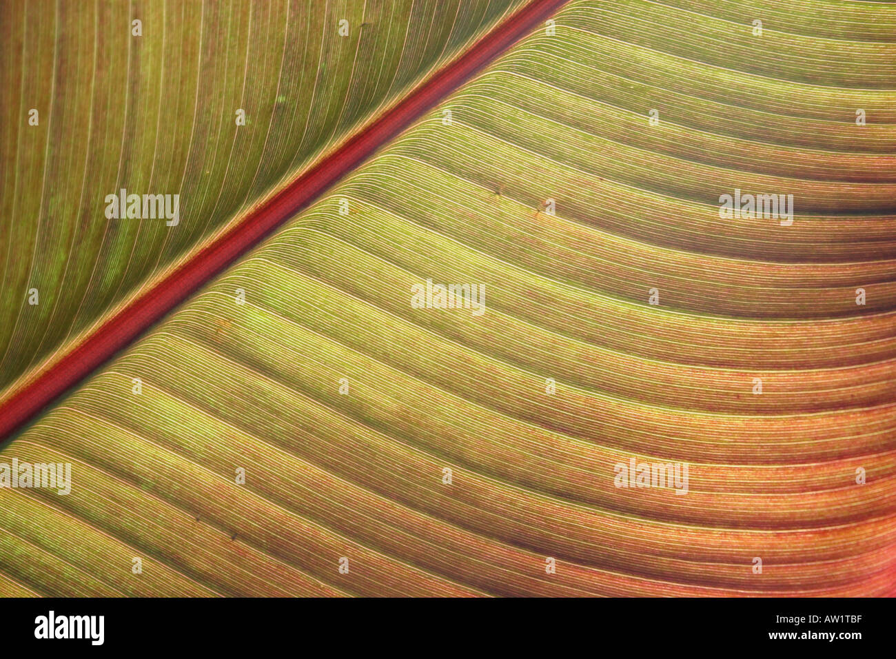 Designs on Nature Stock Photo - Alamy