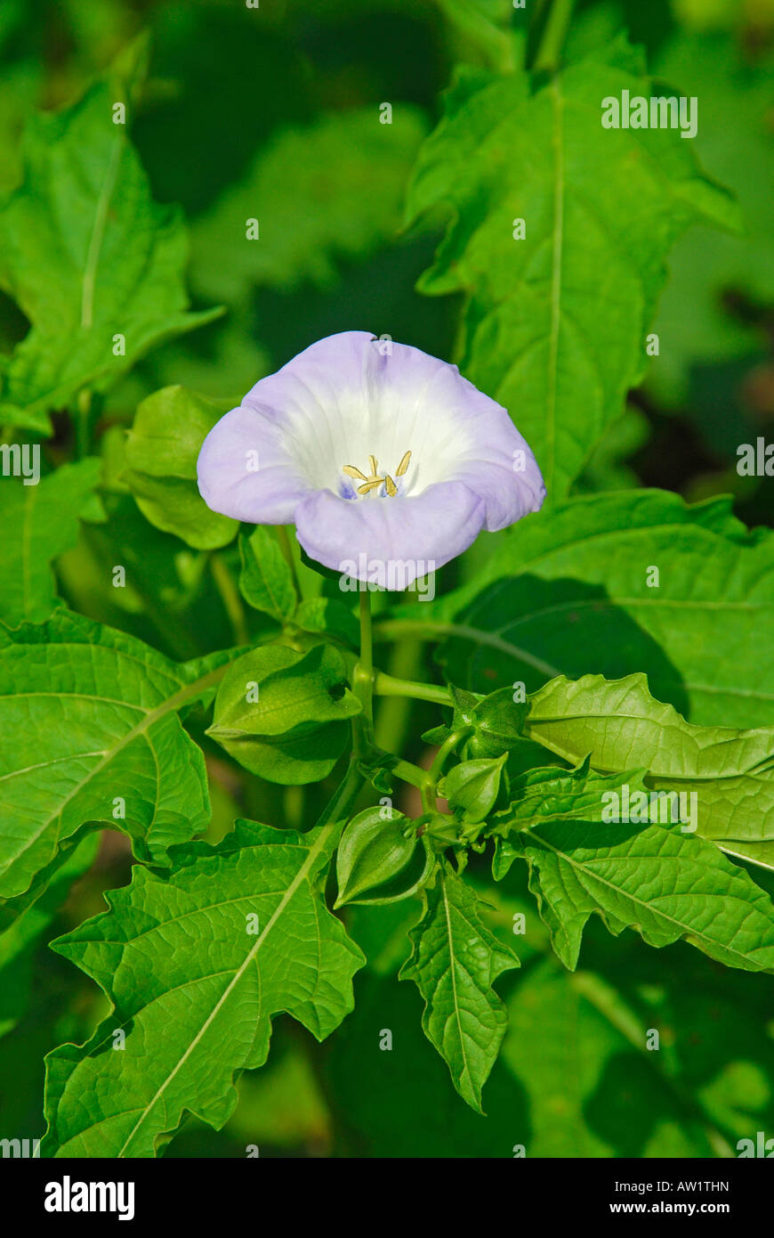 Nicandra Physalodes High Resolution Stock Photography and Images - Alamy