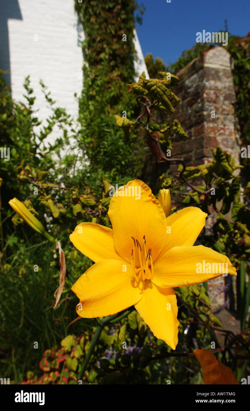 A large yellow lily in full bloom in an English country garden Stock ...