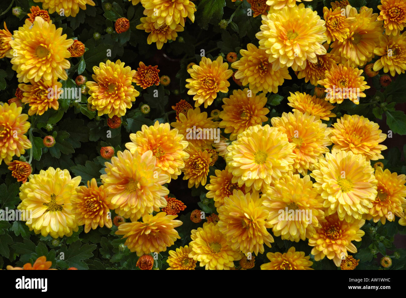 Yellow flowers (Chrystanthemum Stock Photo - Alamy