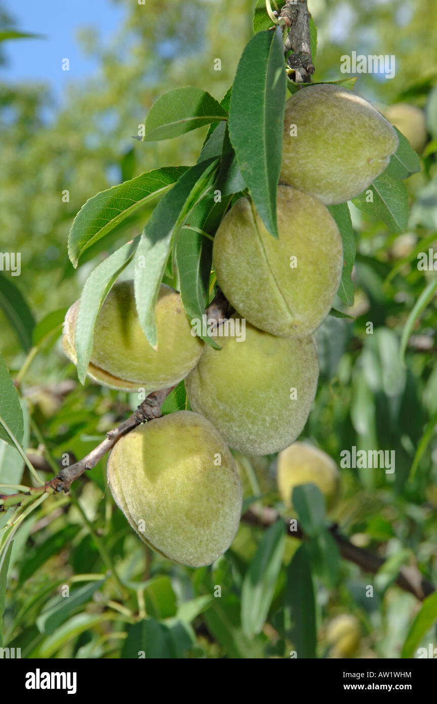 Prunus amygdalopersica hi-res stock photography and images - Alamy