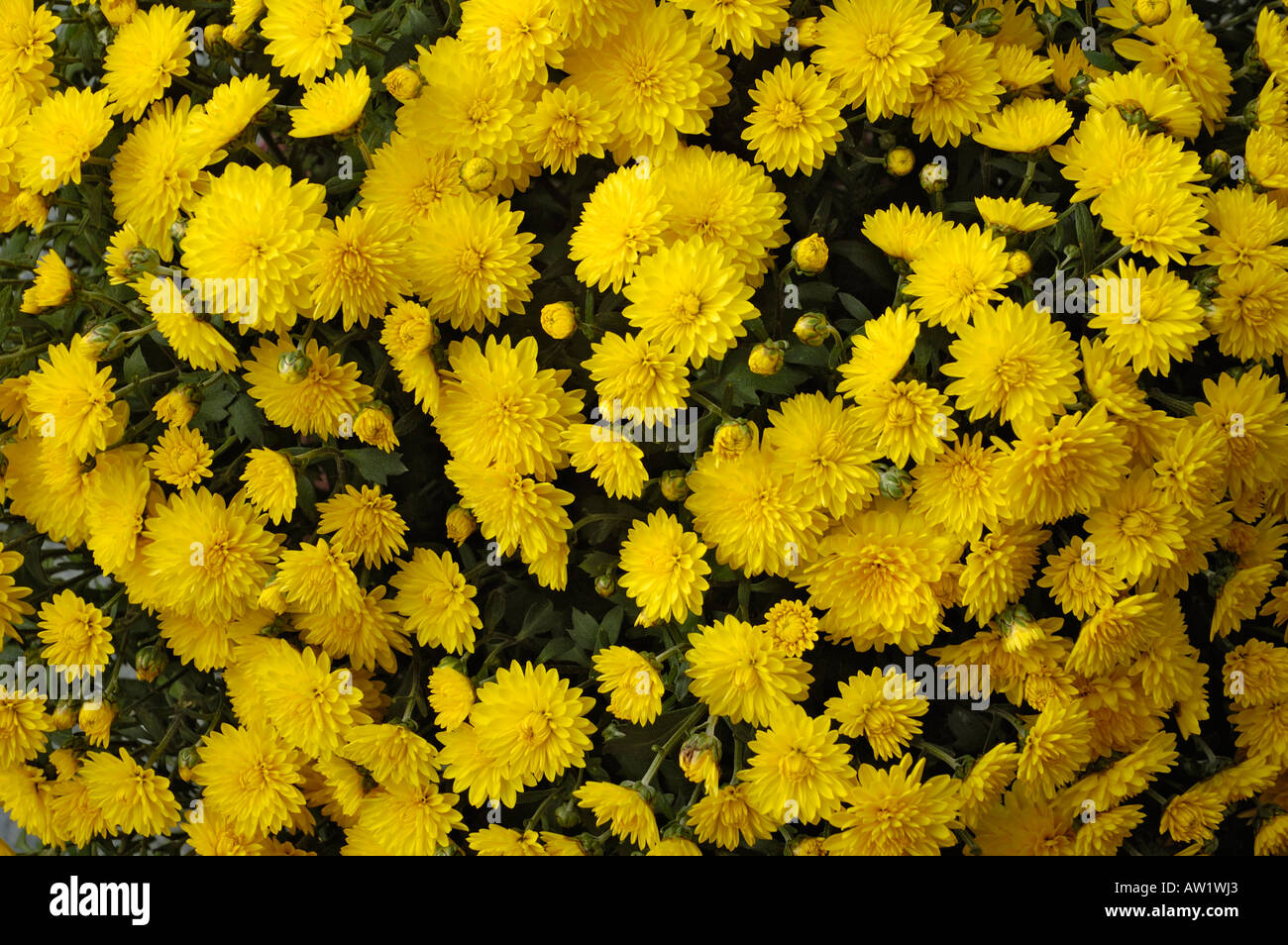 Yellow flowers (Chrystanthemum Stock Photo - Alamy