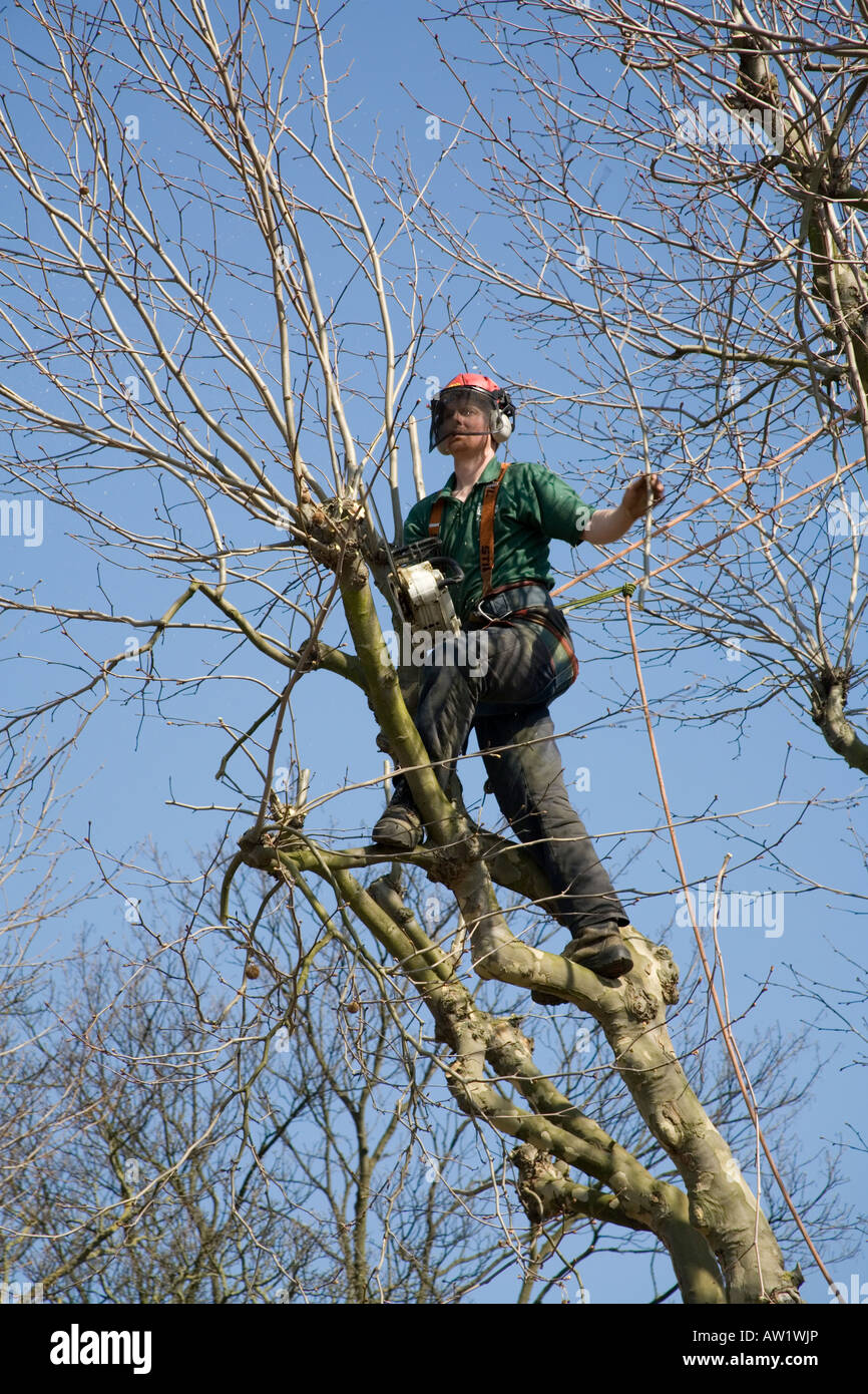Tree cutter in high intree Stock Photo - Alamy