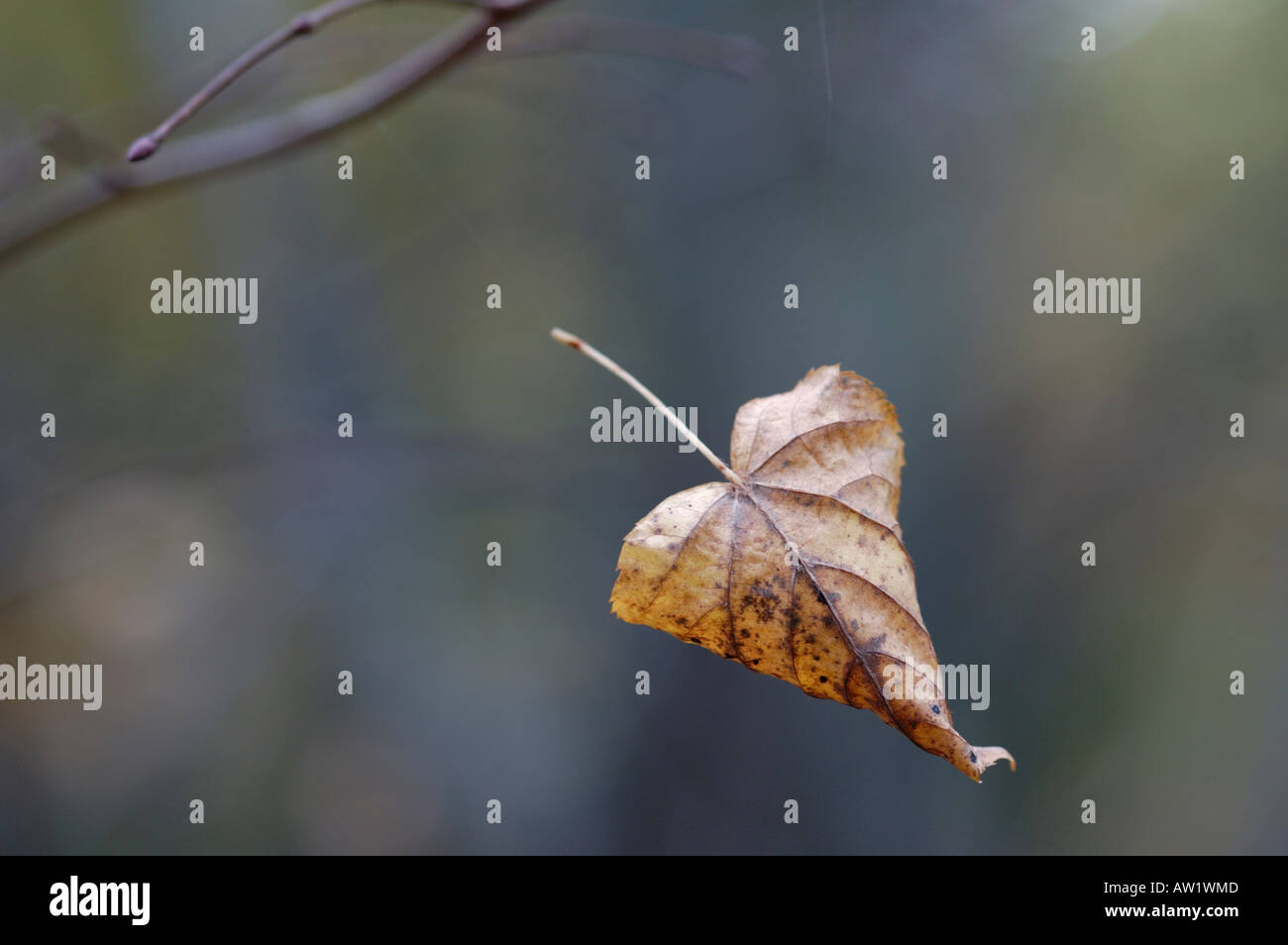 Autumn: leaf falling down Stock Photo - Alamy