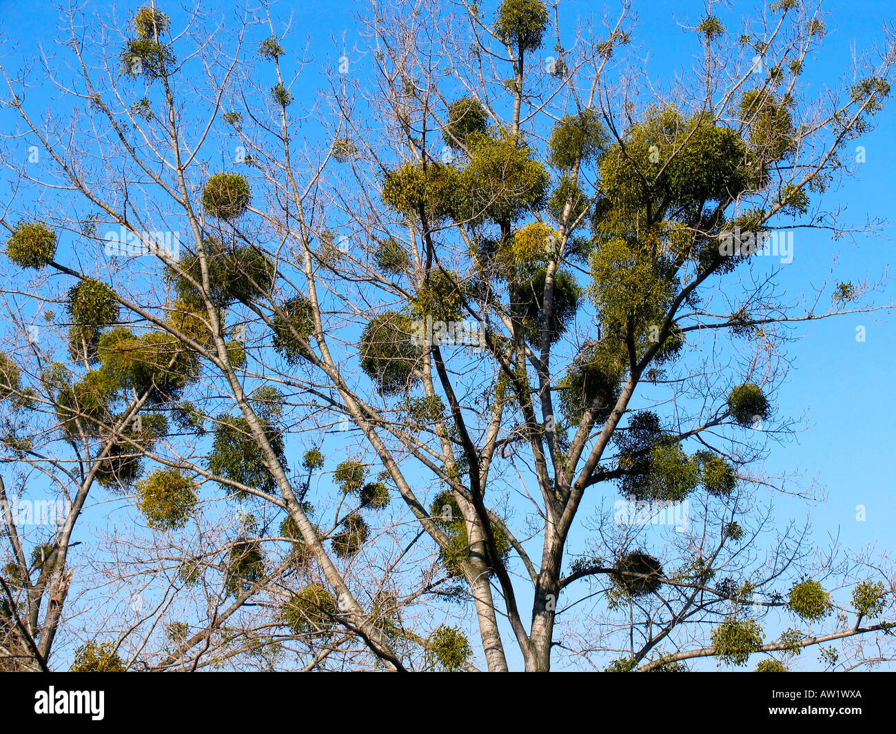 Mistletoe growing tree trees hi-res stock photography and images - Alamy