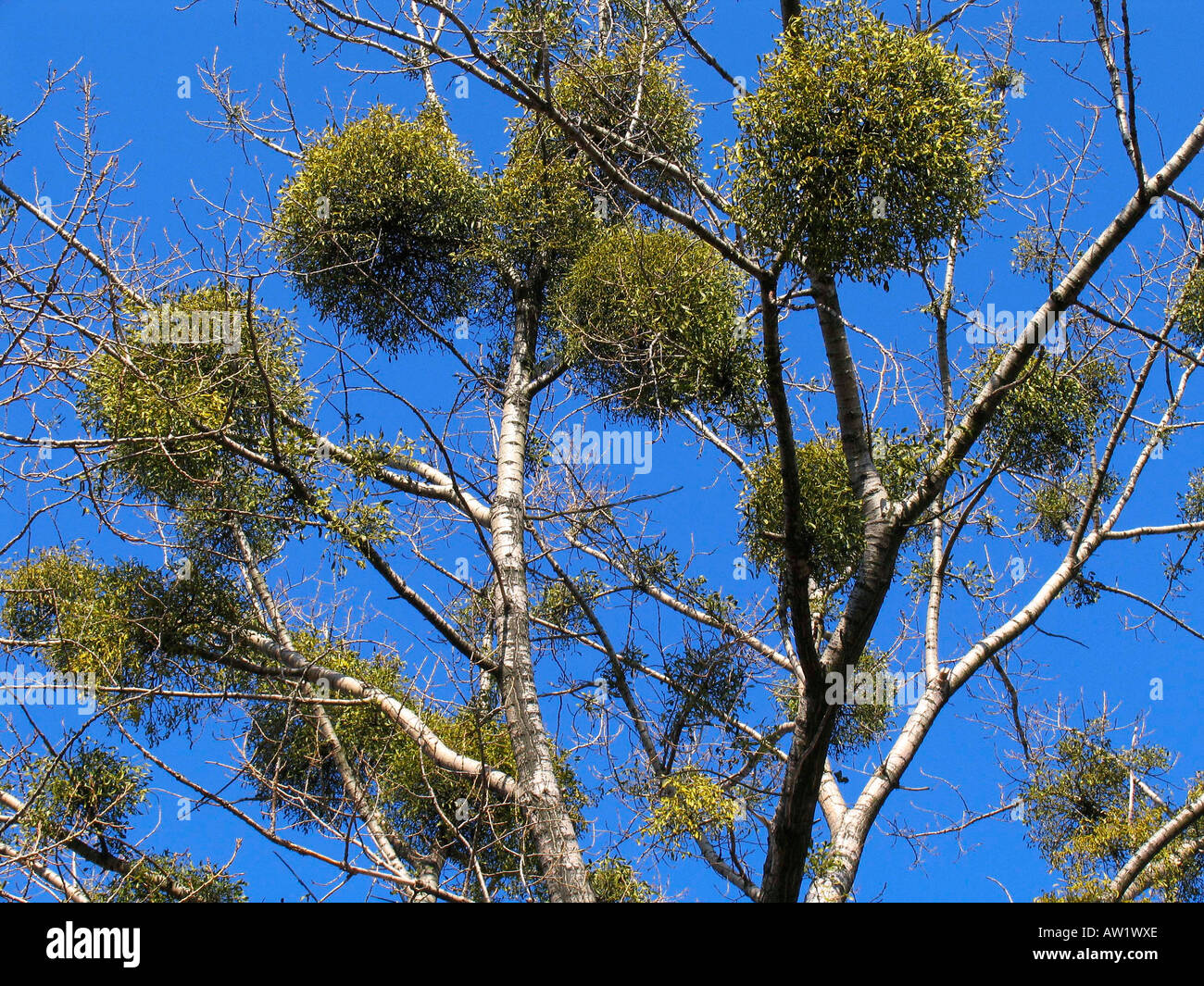 Tree with mistletoe (Viscum album Stock Photo - Alamy