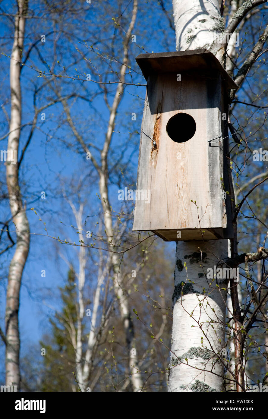 Isolated new wooden bird nesting box on birch tree , Finland Stock ...