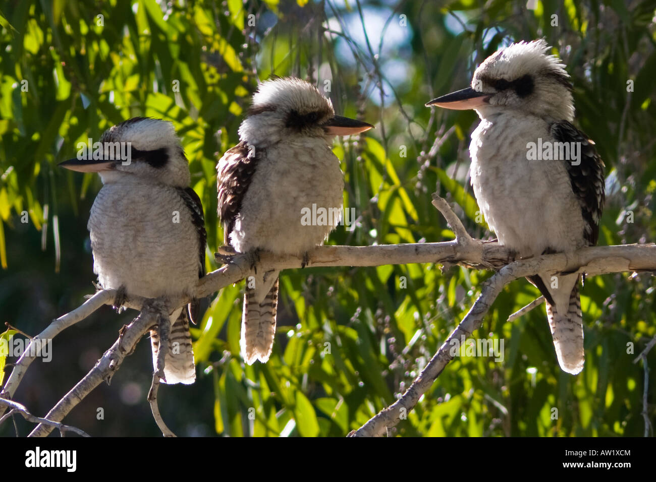 Kookaburras hi-res stock photography and images - Alamy