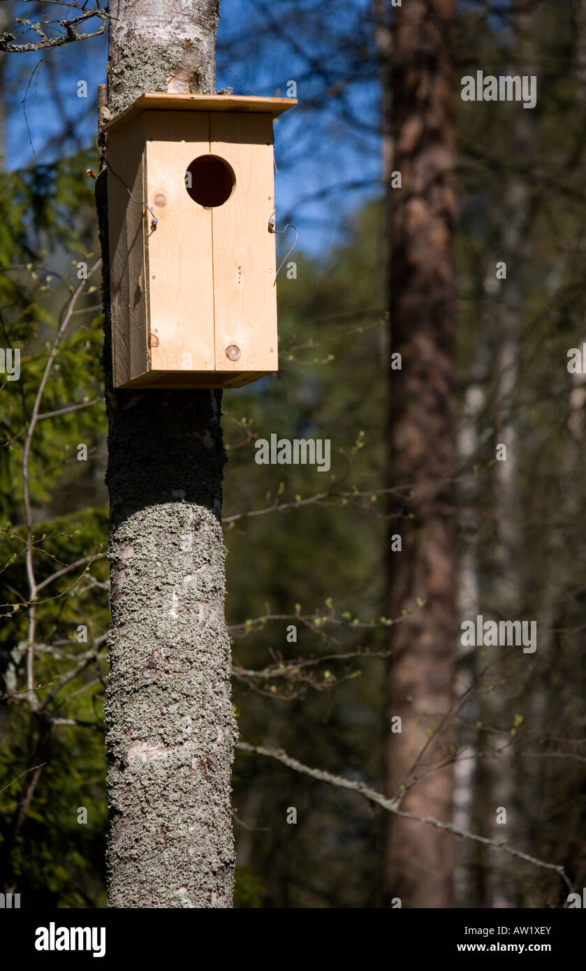 New wooden bird nesting box on birch tree , Finland Stock Photo - Alamy