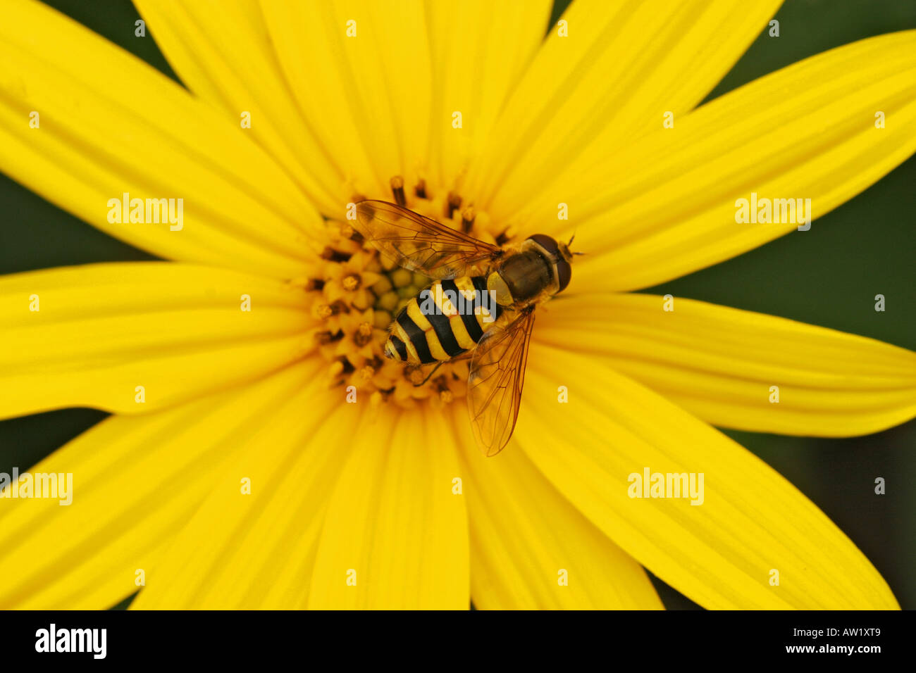 Metasyrphus High Resolution Stock Photography and Images - Alamy