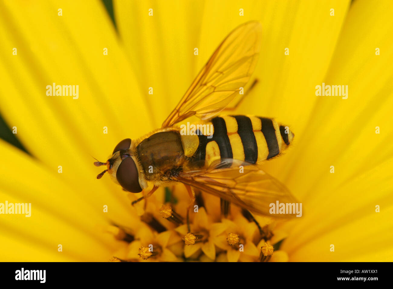 Metasyrphus hi-res stock photography and images - Alamy