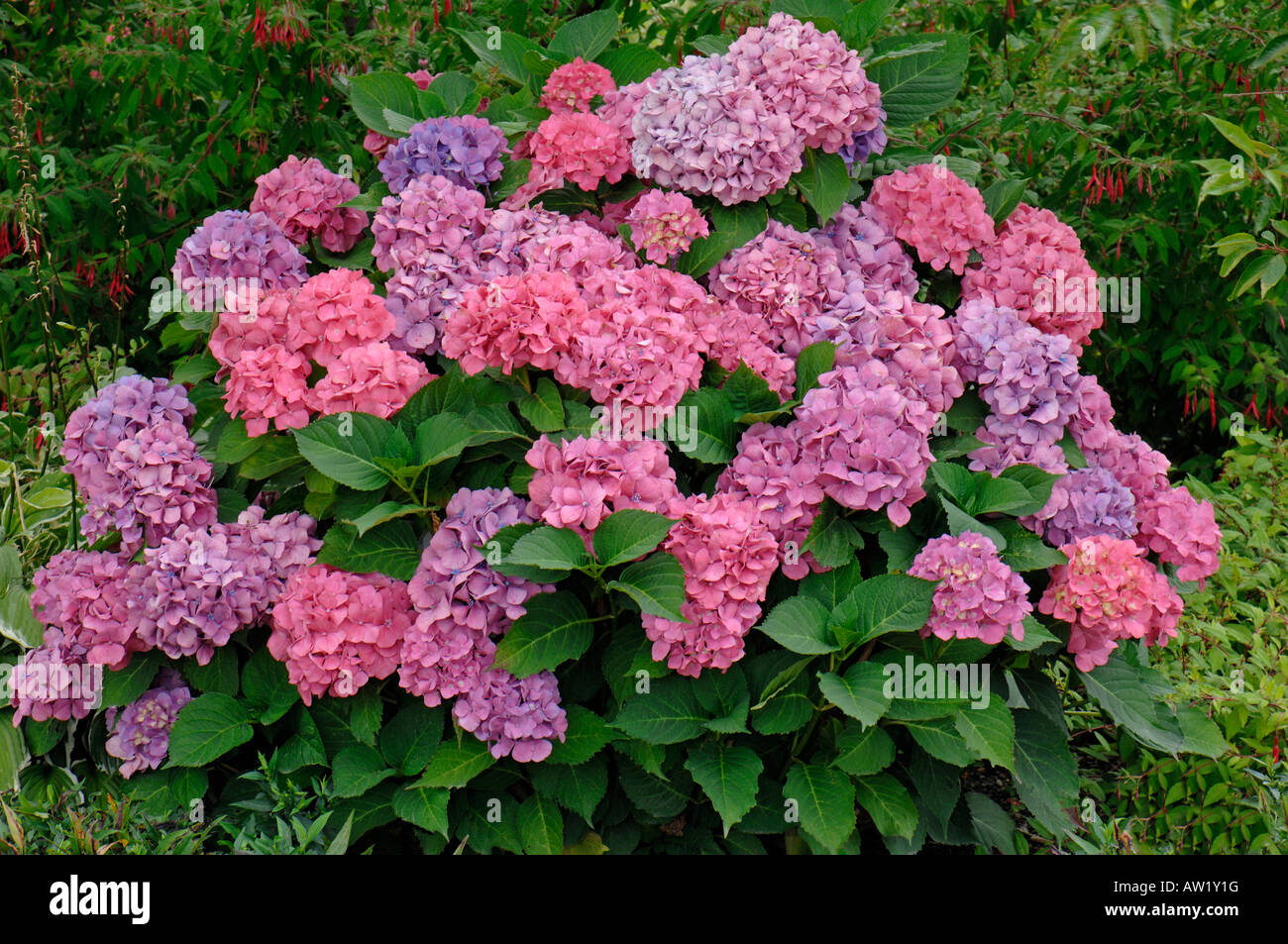 Bigleaf Hydrangea, French Hydrangea, Lacecap Hydrangea (Hydrangea macrophylla Papagei ...