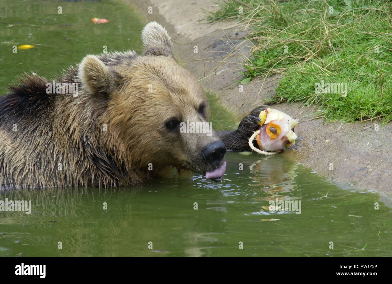 Brown bear eats iced fruit to keep cool in captivity at Whipsnade zoo ...