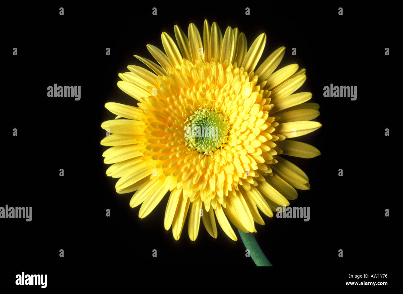 Mum icon hi-res stock photography and images - Alamy