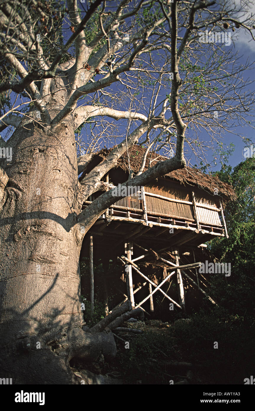 Elevated luxury treehouses built around a giant boabab tree at Chole ...