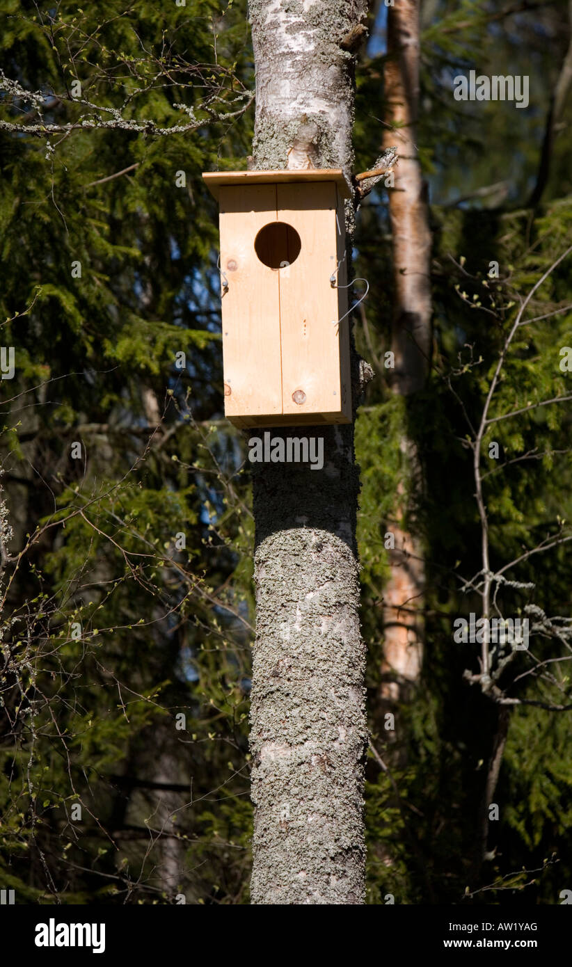 New wooden bird nesting box on birch tree , Finland Stock Photo - Alamy