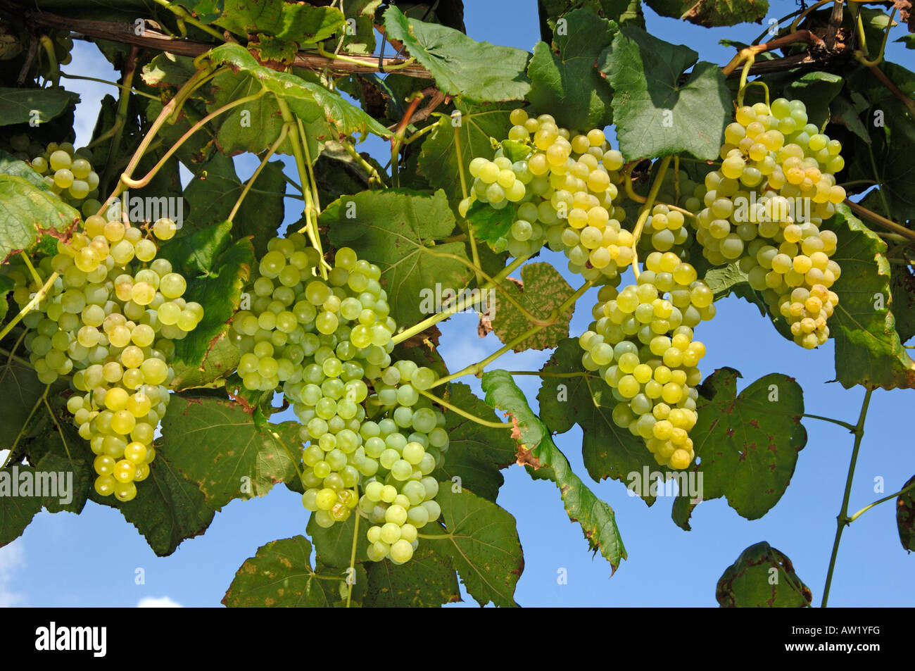 Grape Vine (Vitis vinifera), variety Romulus, vine with grape Stock ...