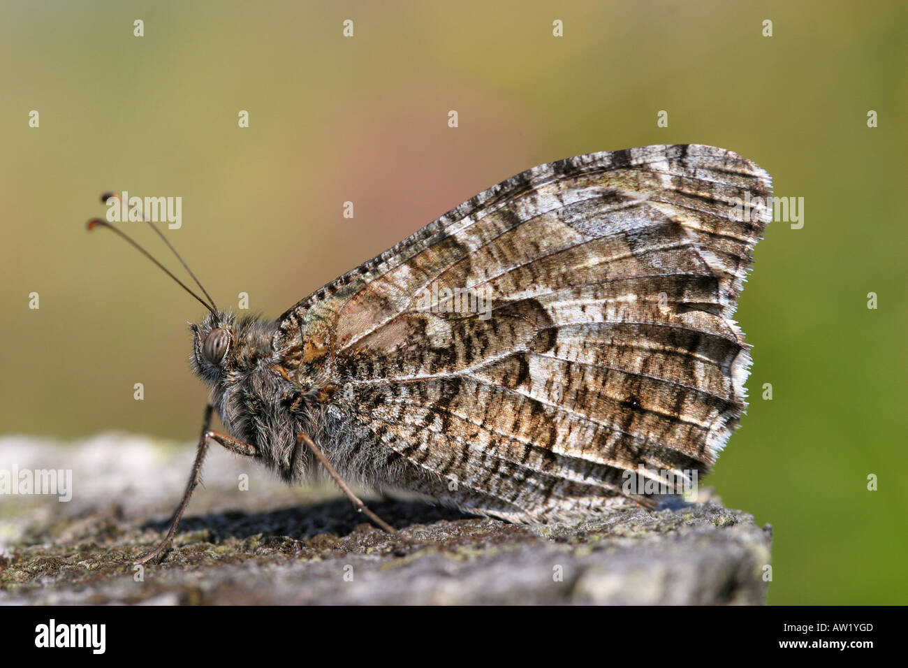 Semele had hi-res stock photography and images - Alamy