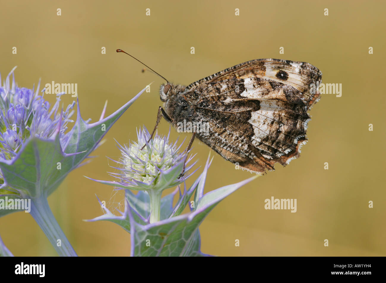 Grayling butterfly sea holly hi-res stock photography and images - Alamy