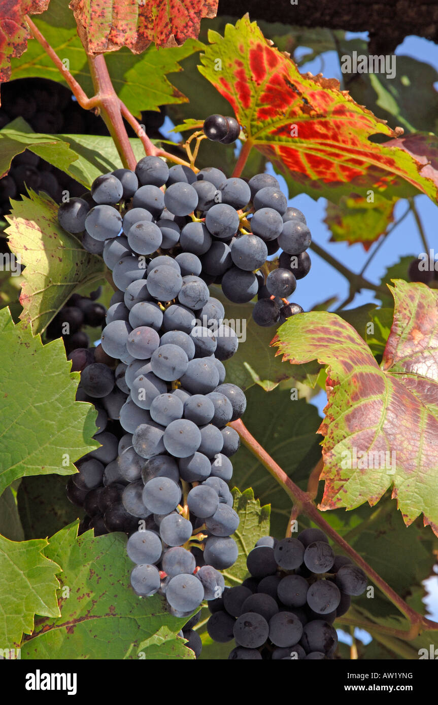 Grape Vine (Vitis vinifera), variety Solara, vine with grape Stock ...