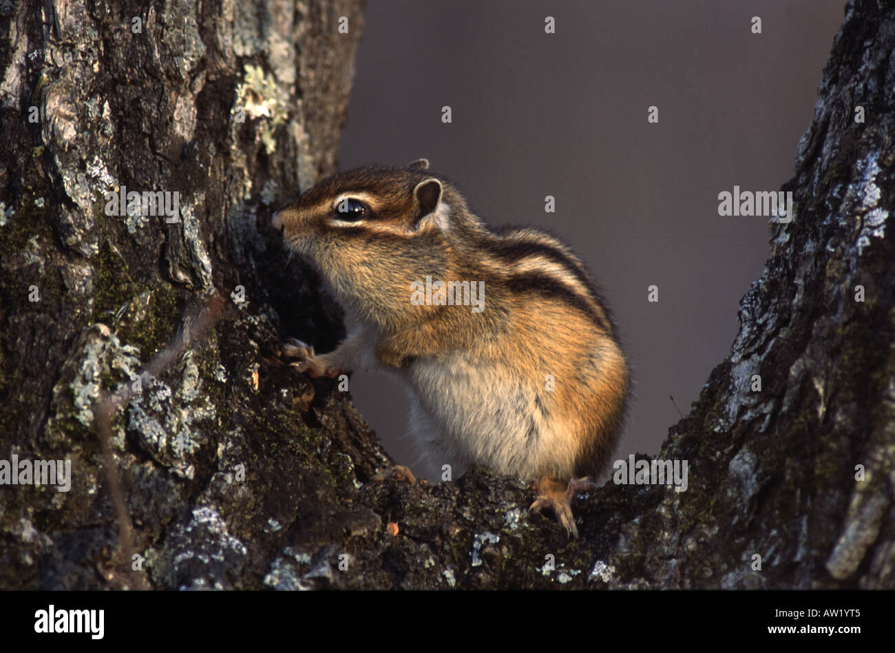Siberian Chipmunk / Tamias sibiricus. North-Ussuriland Russia Stock ...