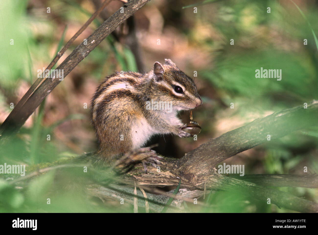 Siberian Chipmunk / Tamias sibiricus. North-Ussuriland Russia Stock ...