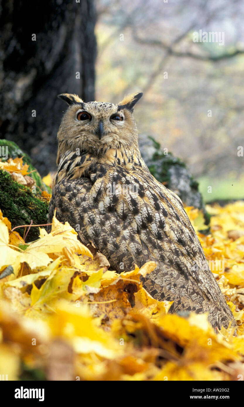 Eagle-owl Bubo bubo interpositus. Caucasus, Russia Stock Photo - Alamy